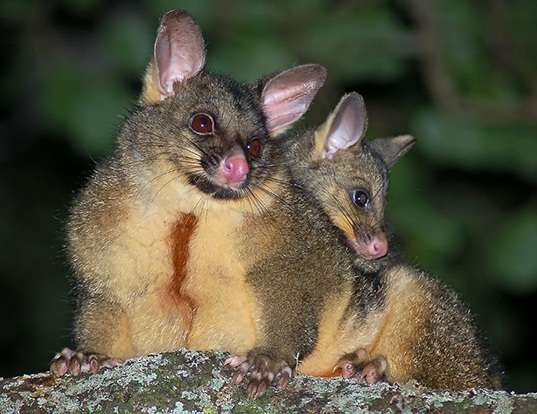 BRUSHTAIL POSSUM LIFE EXPECTANCY