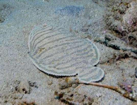 FRESHWATER FLOUNDER LIFE EXPECTANCY