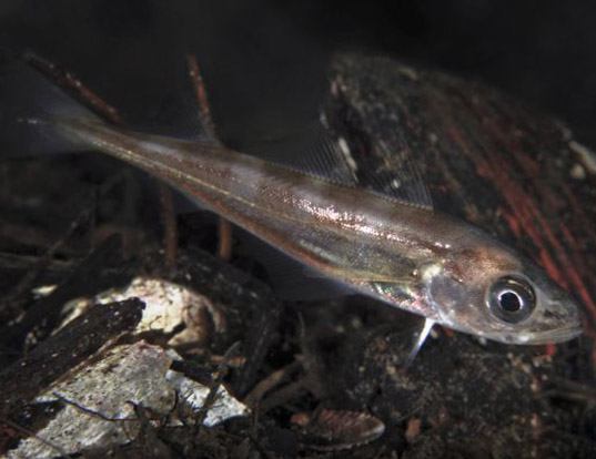 NORWAY POUT LIFE EXPECTANCY