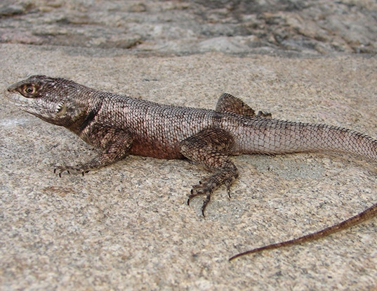 BRAZILIAN TARAGUIRA LIZARD LIFE EXPECTANCY