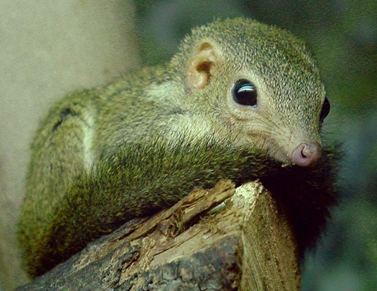 LESSER TREESHREW LIFE EXPECTANCY