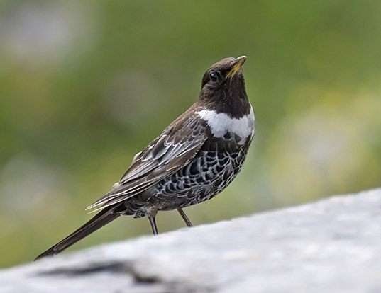 FIELDFARE LIFE EXPECTANCY