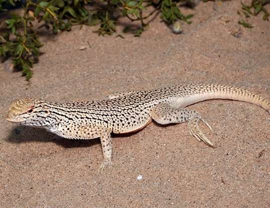 ESPERANZA DE VIDA DE LOS COLORADO DESERT FRINGE-TOED LIZARD