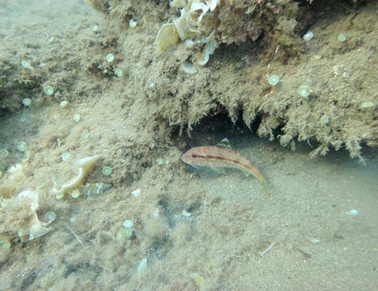 GOLDBAND GOATFISH LIFE EXPECTANCY