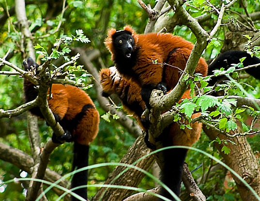 RED RUFFED LEMUR LIFE EXPECTANCY