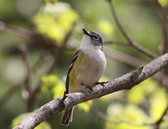 YELLOW-THROATED VIREO LIFE EXPECTANCY