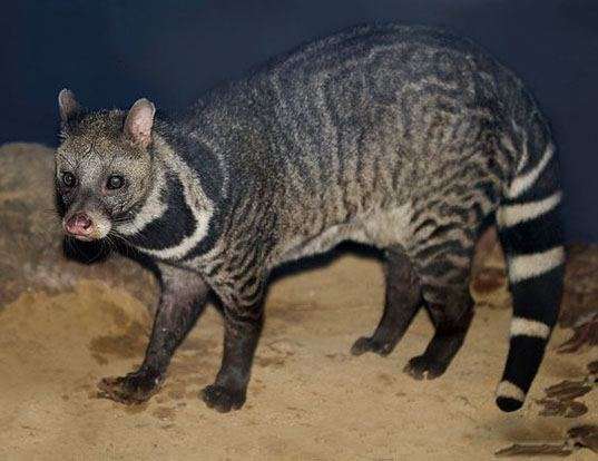 MALABAR CIVET LIFE EXPECTANCY