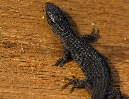 DESERT NIGHT LIZARD LIFE EXPECTANCY