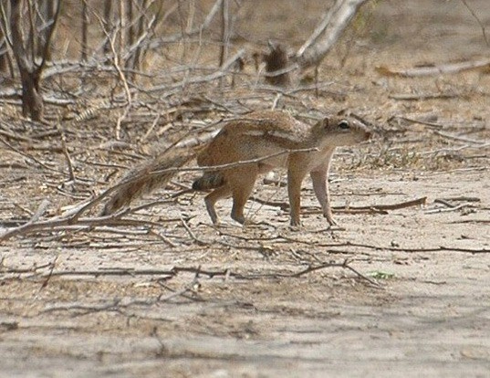ESPERANZA DE VIDA DE LOS STRIPED GROUND SQUIRREL