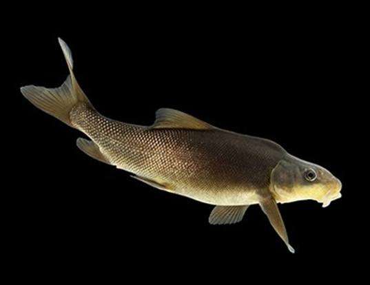 TAHOE SUCKER LIFE EXPECTANCY