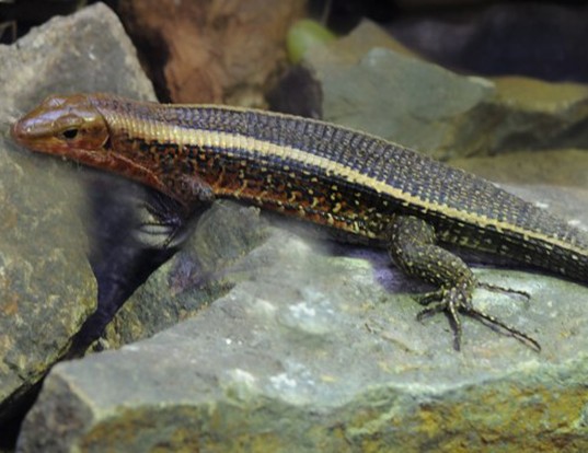 WESTERN GIRDLED LIZARD LIFE EXPECTANCY