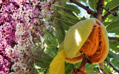 CALIFORNIA SUPER FOOD: ALMONDS