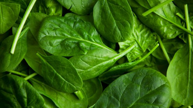 SPINACH IMPROVES MUSCLE PERFORMANCE!
