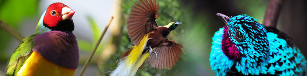 BIRD LIFE EXPECTANCY