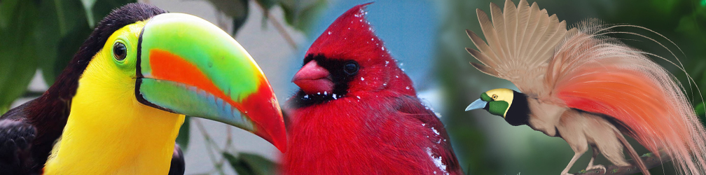 BIRD LIFE EXPECTANCY