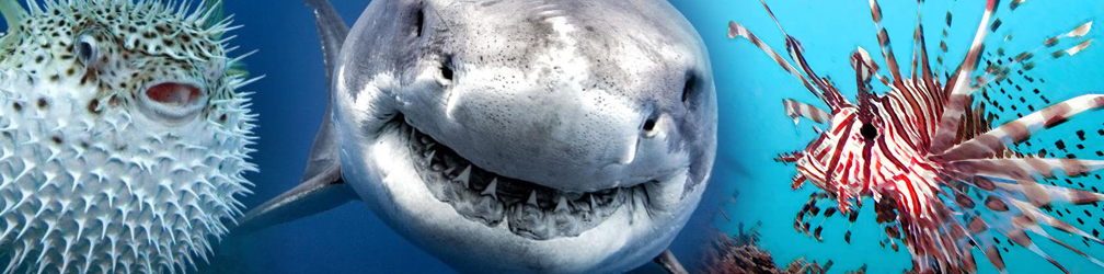 FISH LIFE EXPECTANCY