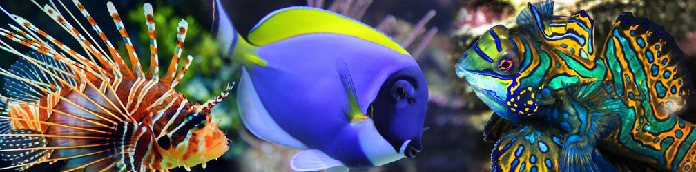 FISH LIFE EXPECTANCY