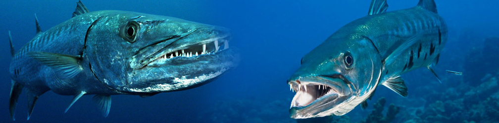 FISH LIFE EXPECTANCY