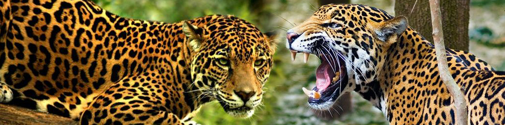 MAMMAL LIFE EXPECTANCY