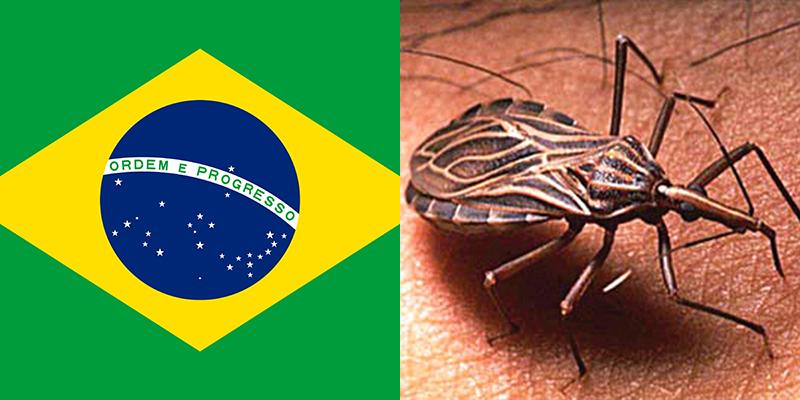 Chagas disease in Brazil